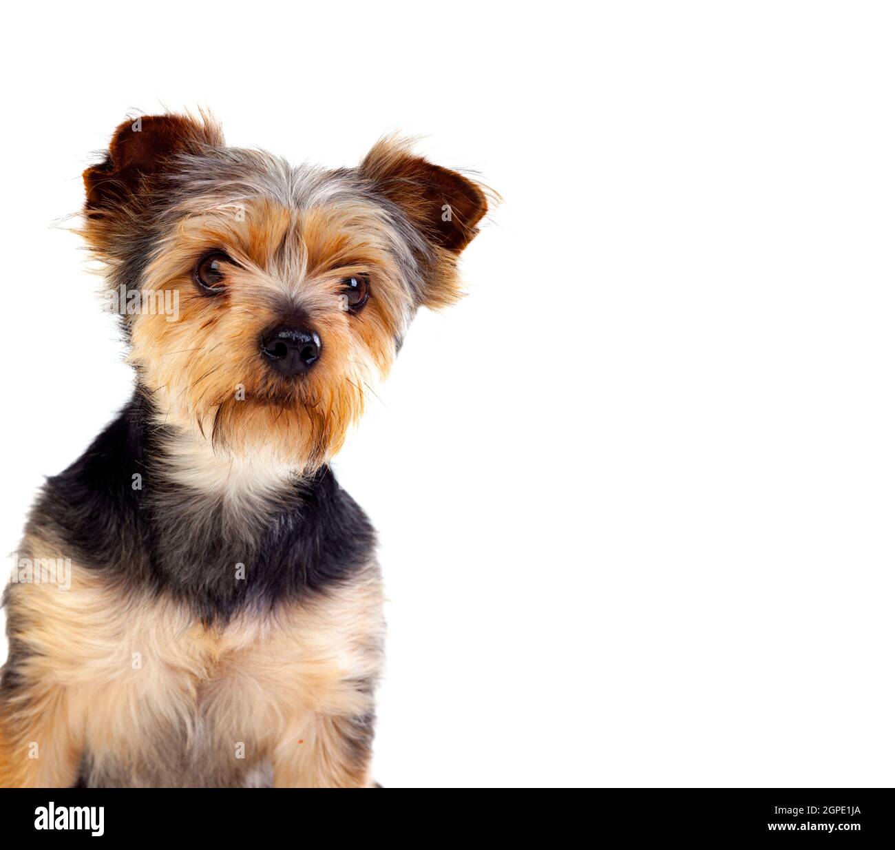 Cute small dog with cut hair isolated on a white background Stock Photo ...