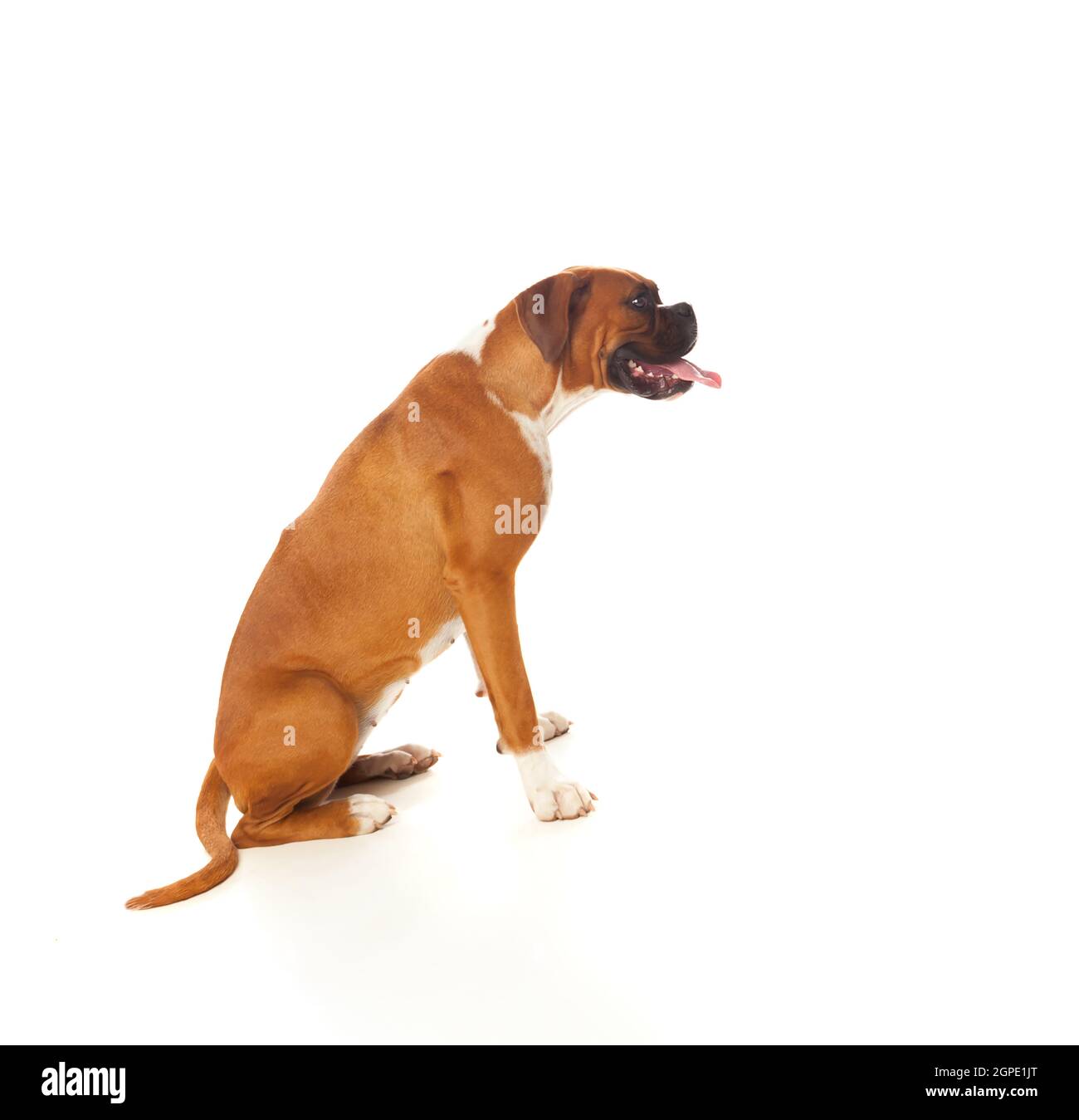 Beautiful boxer dog isolated on a white background Stock Photo - Alamy