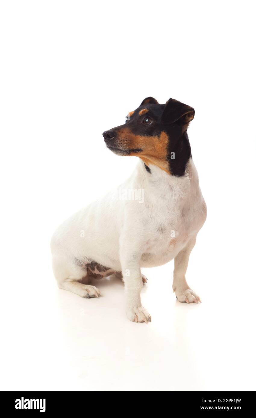 Beautiful small dog isolated on a white background Stock Photo - Alamy
