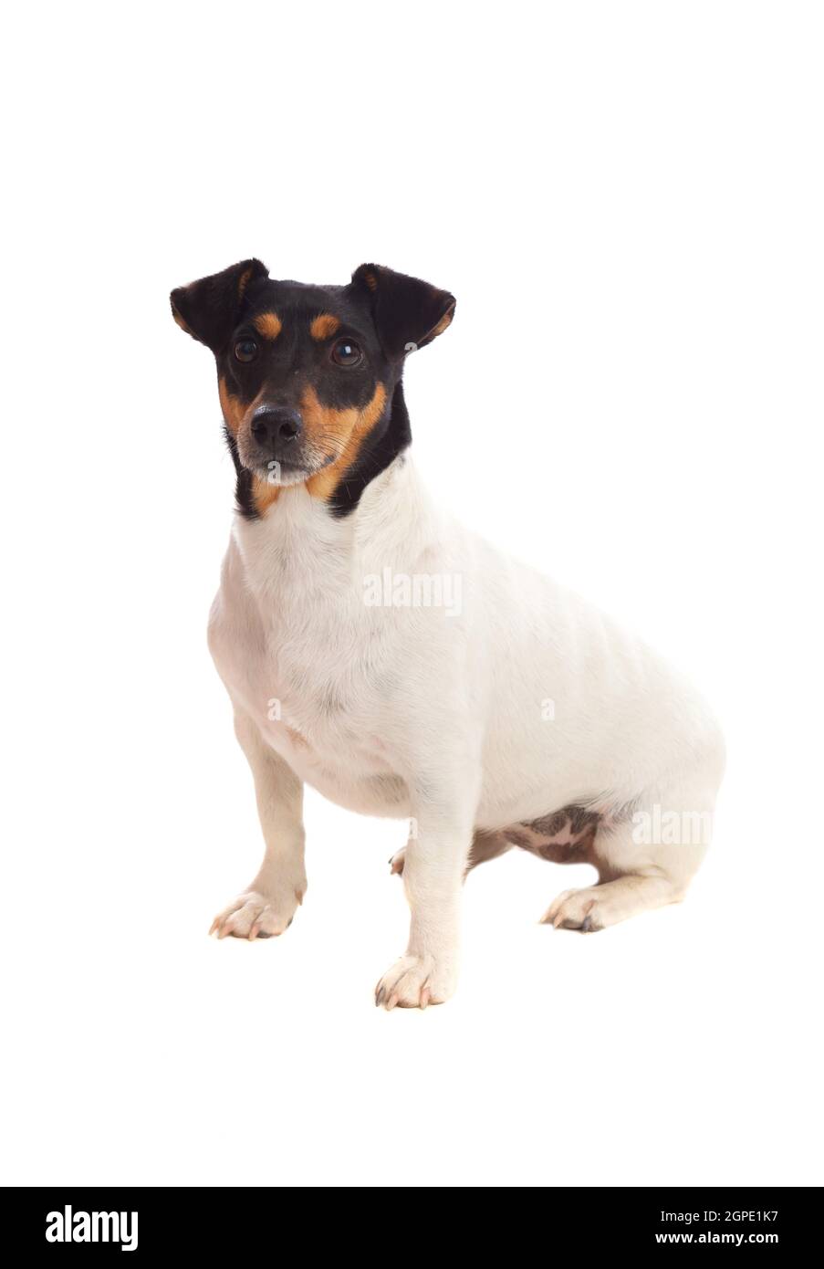 Beautiful small dog isolated on a white background Stock Photo - Alamy