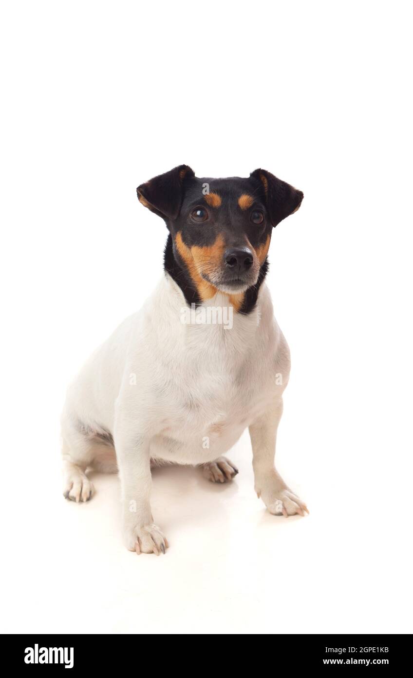 Beautiful small dog isolated on a white background Stock Photo - Alamy