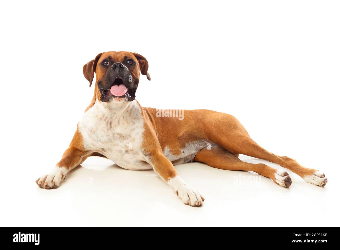 Beautiful boxer dog lying Stock Photo - Alamy