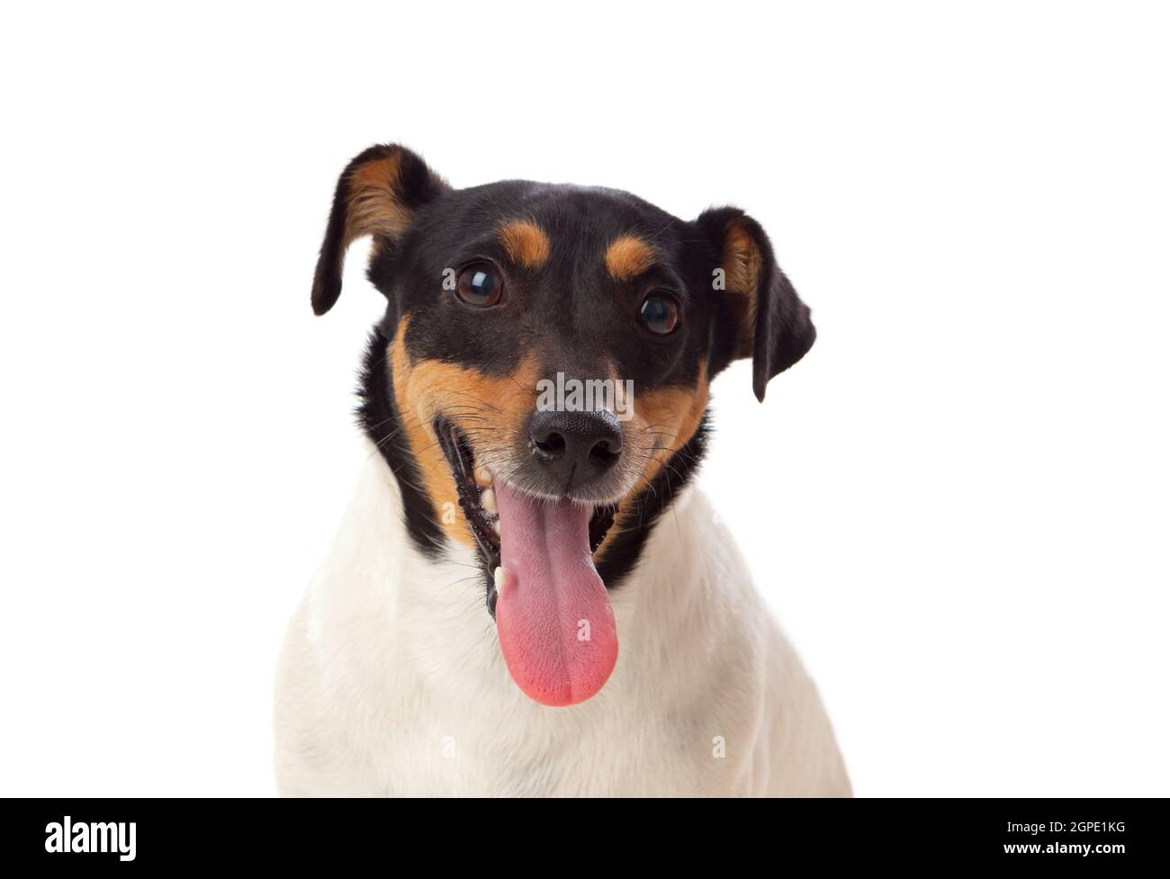 Beautiful small dog isolated on a white background Stock Photo - Alamy