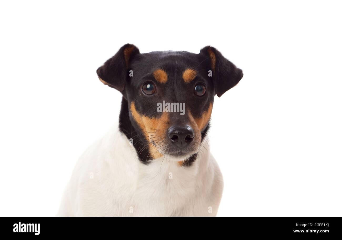 Beautiful small dog isolated on a white background Stock Photo - Alamy