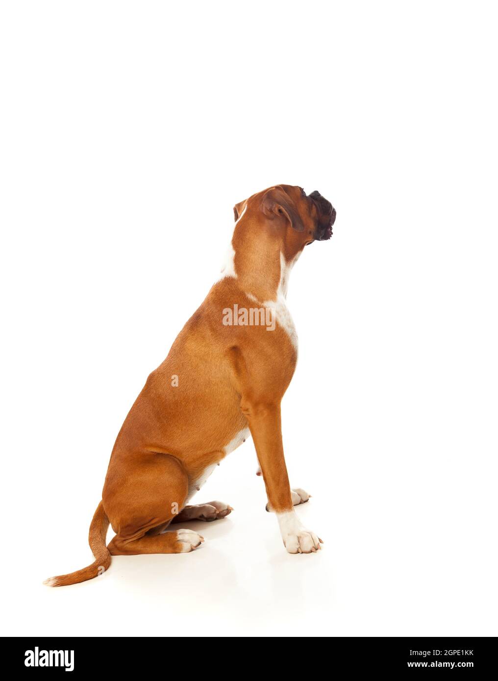 Beautiful boxer dog isolated on a white background Stock Photo - Alamy