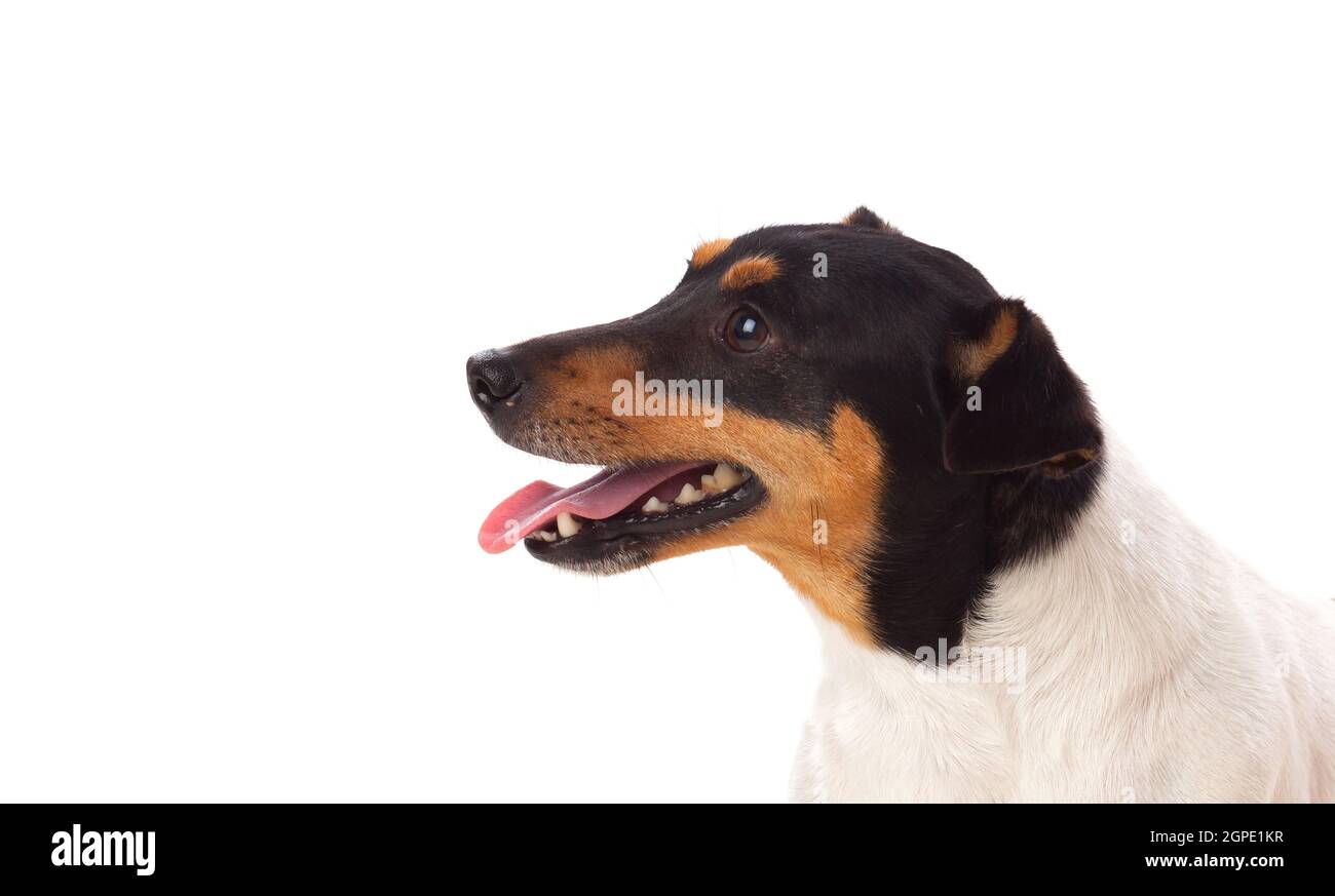 Beautiful small dog isolated on a white background Stock Photo - Alamy