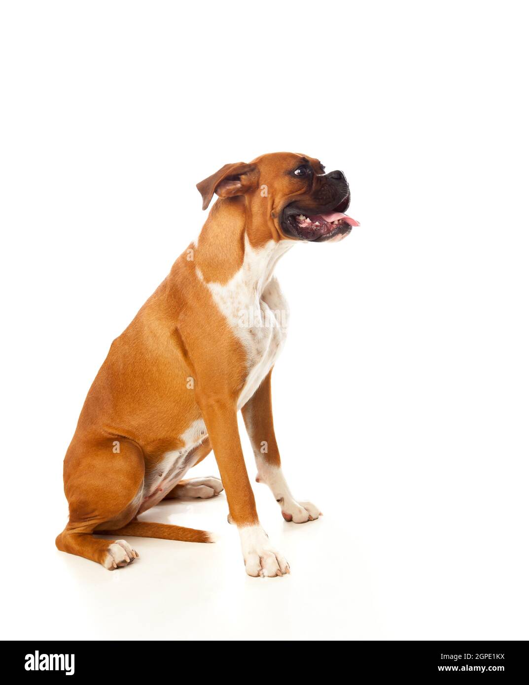 Beautiful boxer dog isolated on a white background Stock Photo - Alamy