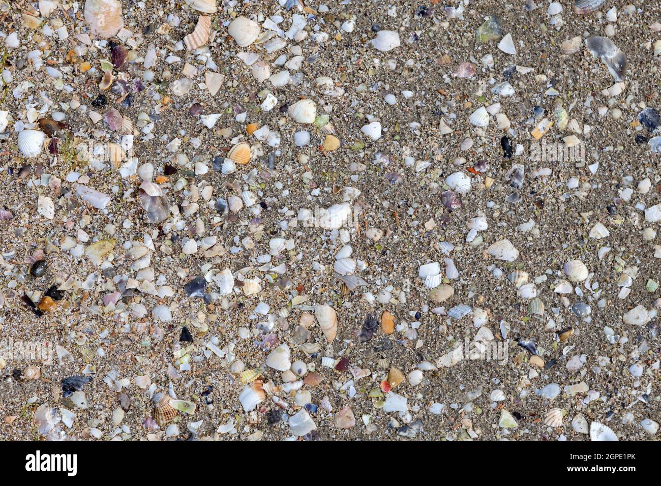 Remains of crustacean shells on the wet sand of the beach Stock Photo ...