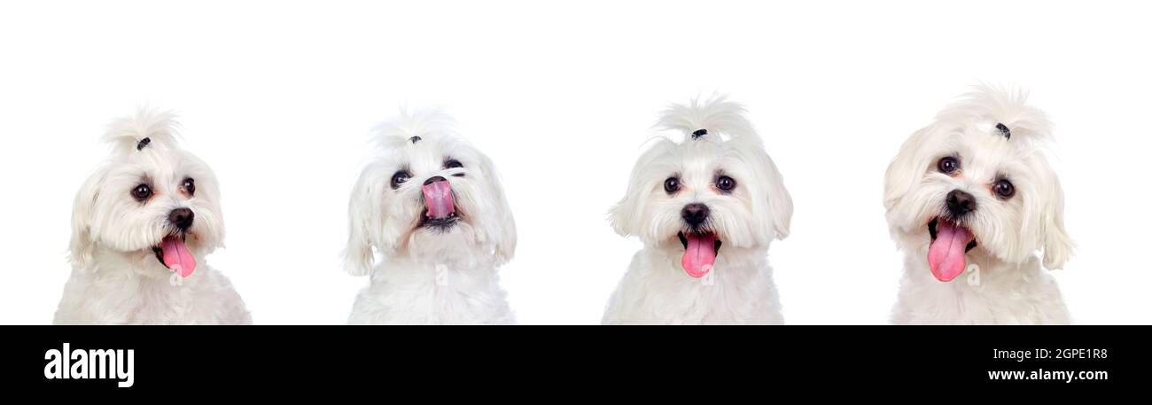 Four equal dogs isolated on a white background Stock Photo - Alamy