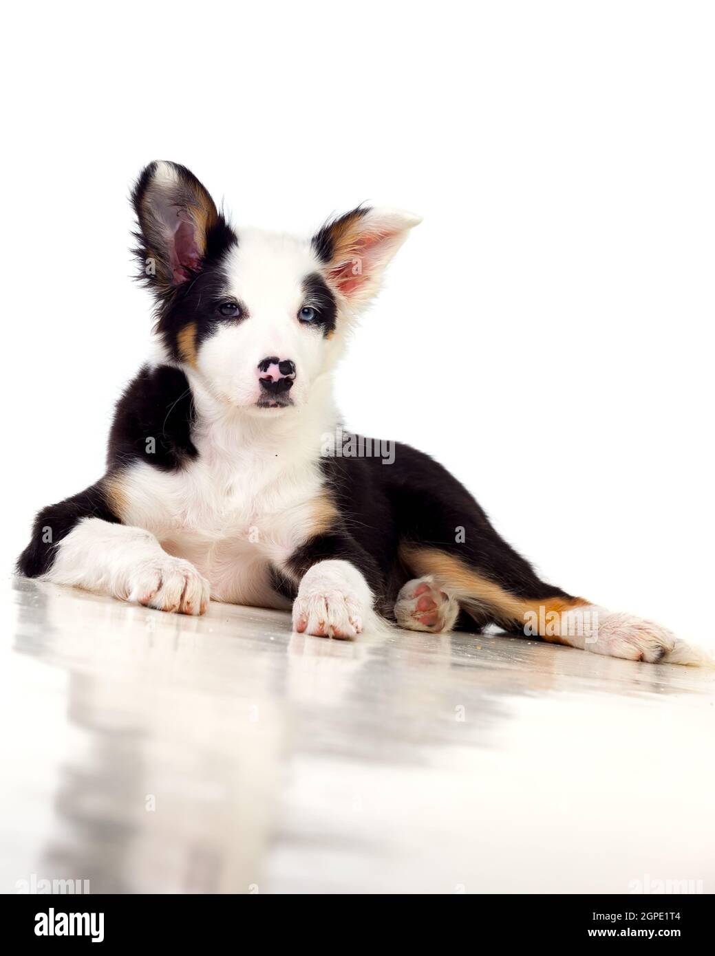 Beautiful Border Collie dog resting on the floor Stock Photo - Alamy