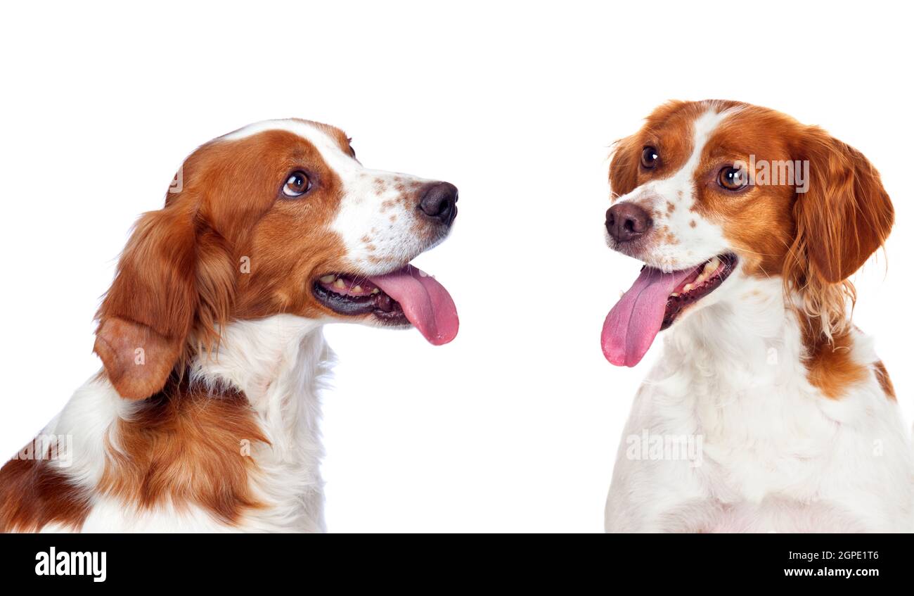 Two beautiful dogs isolated on a white background Stock Photo - Alamy