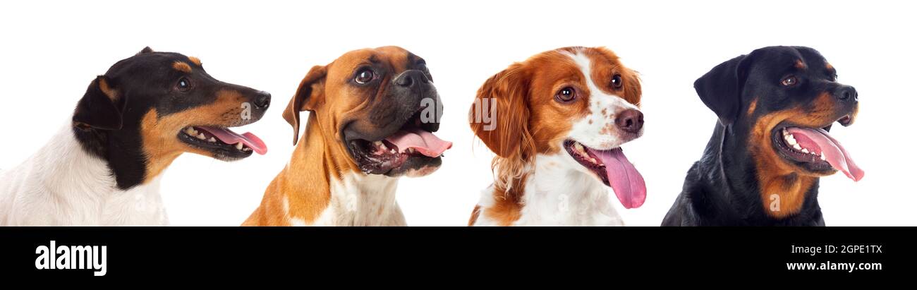 Differents dogs looking at camera isolated on a white background Stock ...