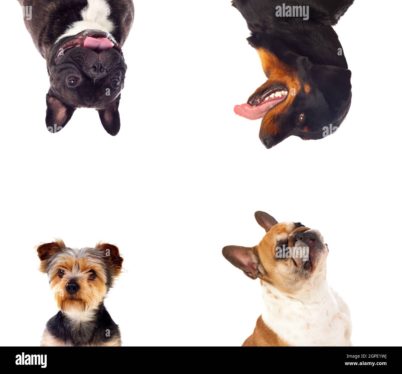 Dogs looking up isolated on a white background Stock Photo - Alamy