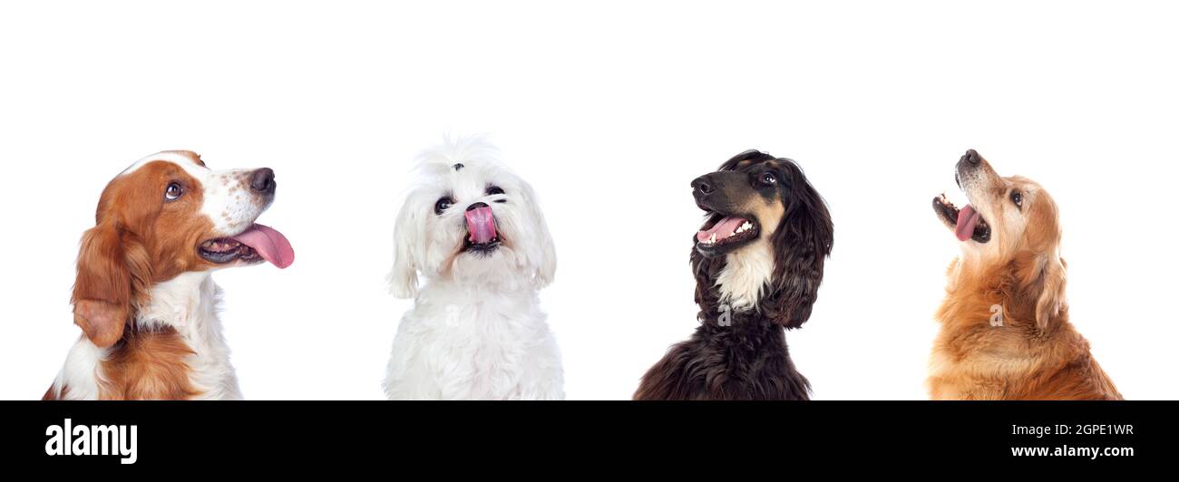 Dogs looking up isolated on a white background Stock Photo - Alamy