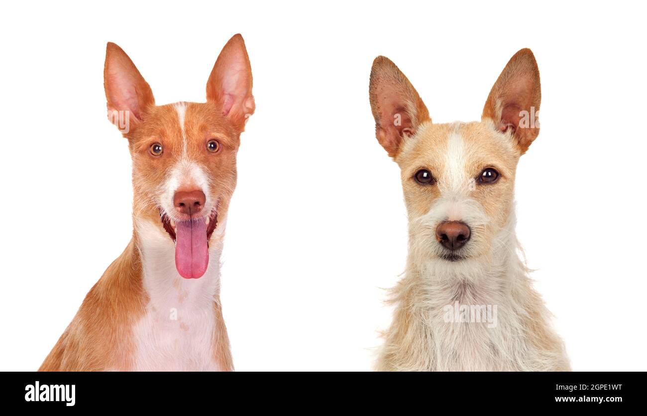 Two beautiful dogs isolated on a white background Stock Photo - Alamy