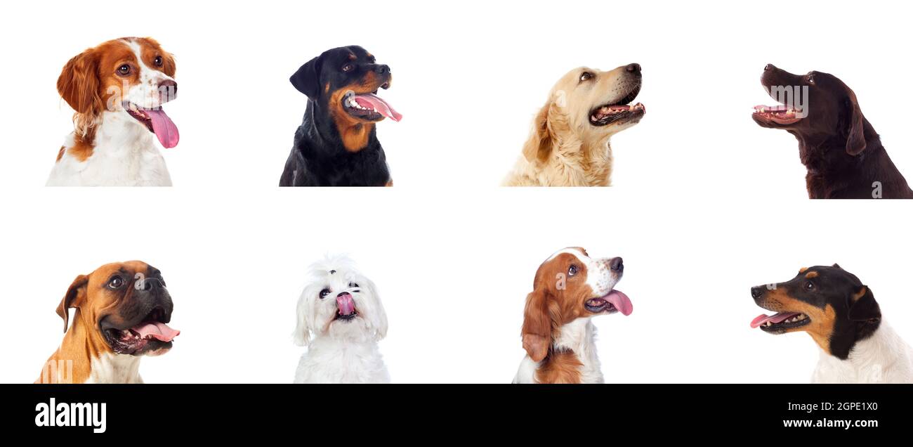 Pensive different dogs looking up isolated on a white background Stock ...