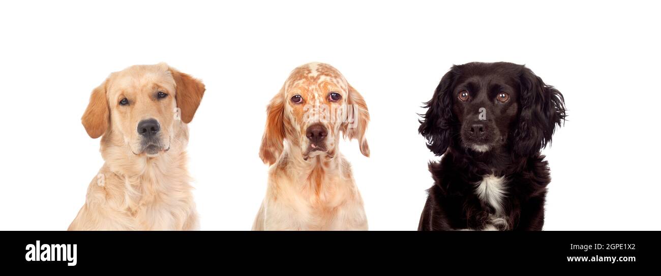 Three cute dogs of big size isolated on a white background Stock Photo ...