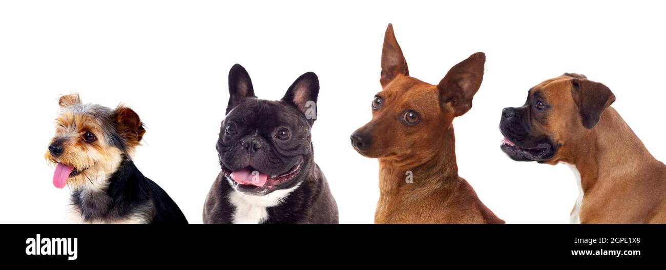 Four differents dogs isolated on a white background Stock Photo - Alamy