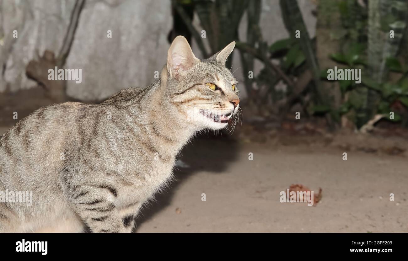 Angry cat showing teeth hi-res stock photography and images - Alamy