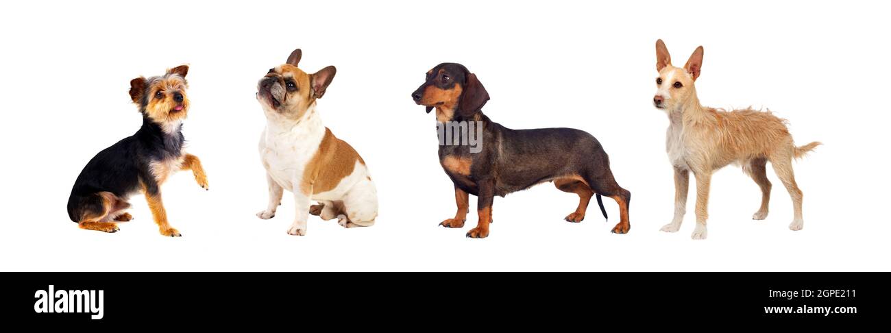 Differents dogs looking at camera isolated on a white background Stock ...