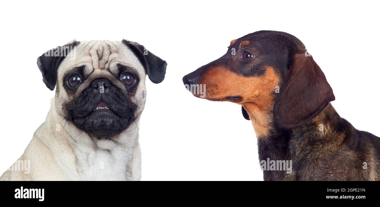 Portrait two young different hi-res stock photography and images - Alamy