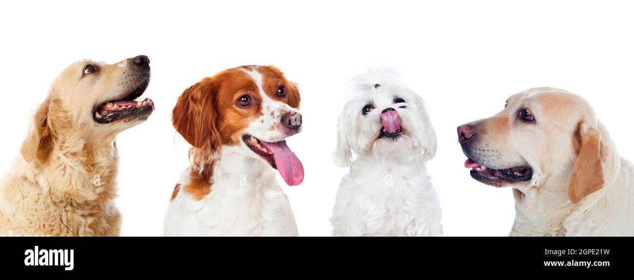 Four differents dogs isolated on a white background Stock Photo - Alamy