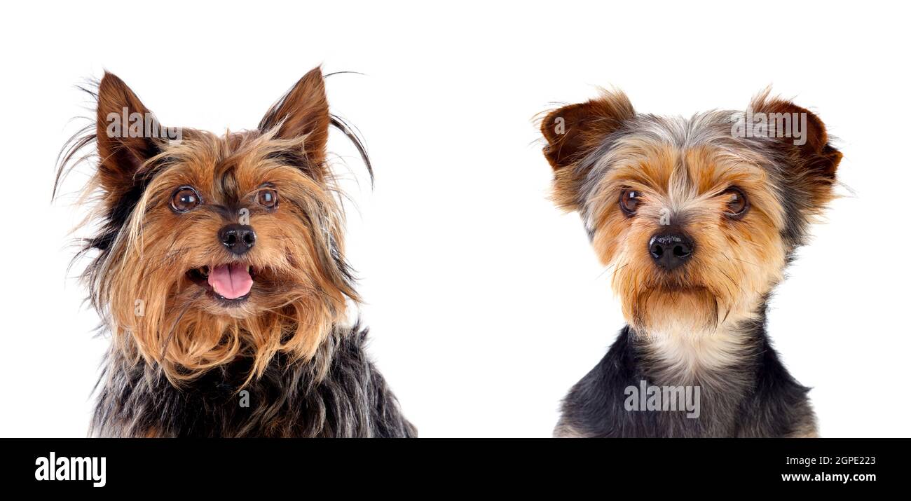 Two small dogs isolated on a white background Stock Photo - Alamy