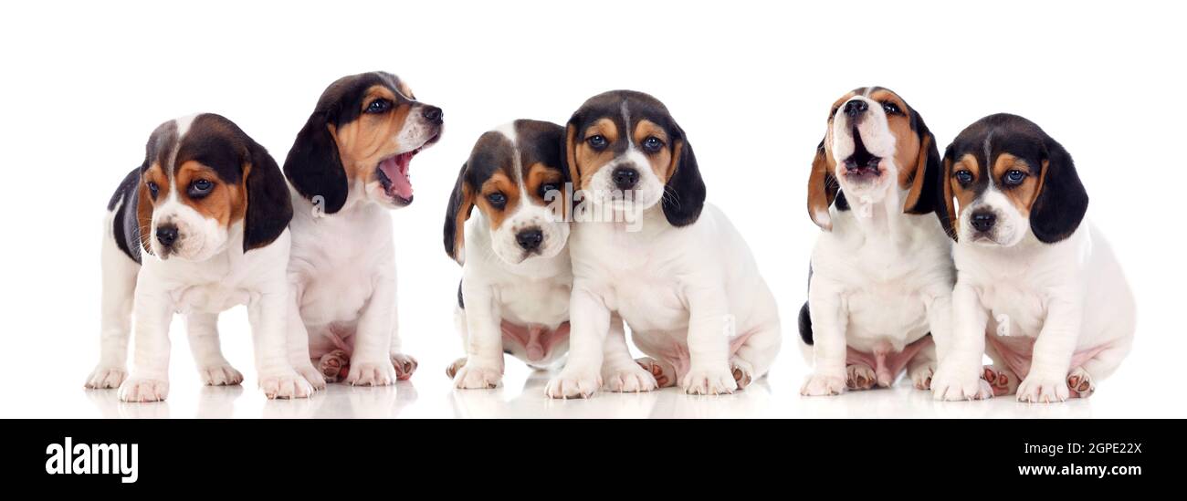 Six beautiful beagle puppies isolated on a white background Stock Photo ...