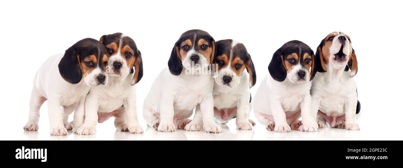 Six beautiful beagle puppies isolated on a white background Stock Photo ...