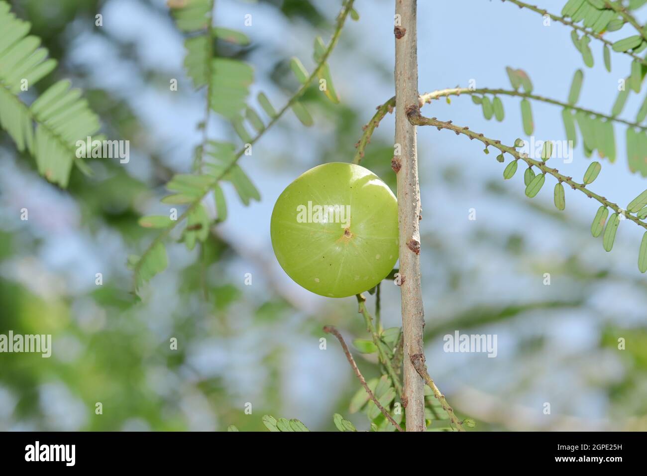 Close-up photo of Large size aurvedic fruit of green fresh organic Thai ...