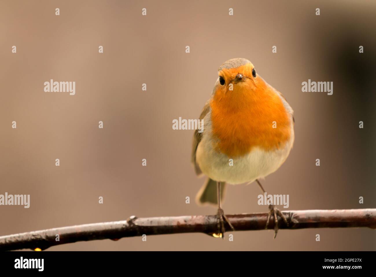 Pretty Bird With a Nice Orange Red Plumage in the Nature Stock Photo ...