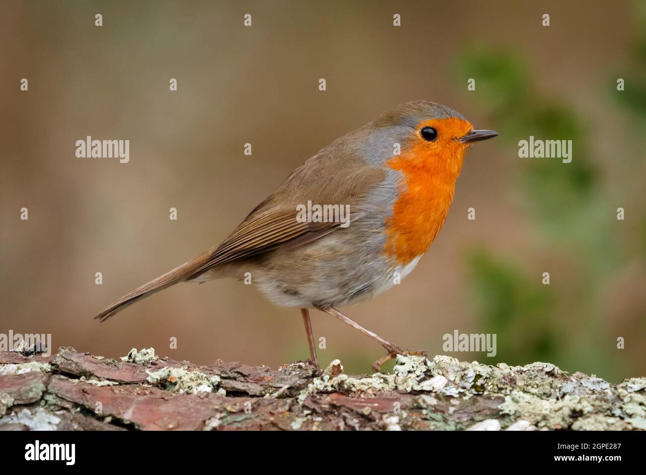 Pretty bird With a nice orange red plumage in the nature Stock Photo ...