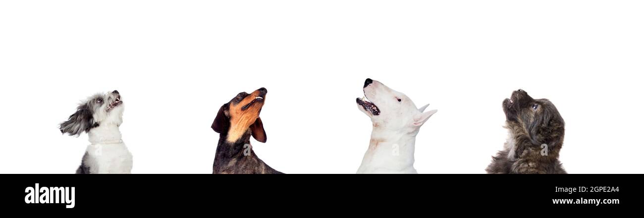 Differents dogs looking at camera isolated on a white background Stock ...