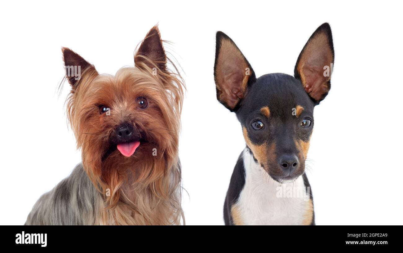 Two small dog with raised ears isolated on a white background Stock ...