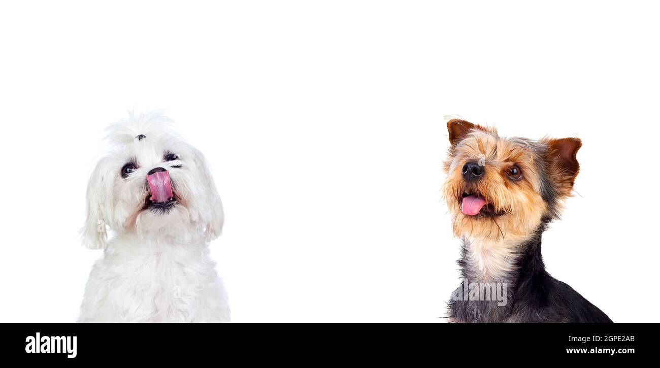 Two different dogs looking up isolated on a white background Stock ...