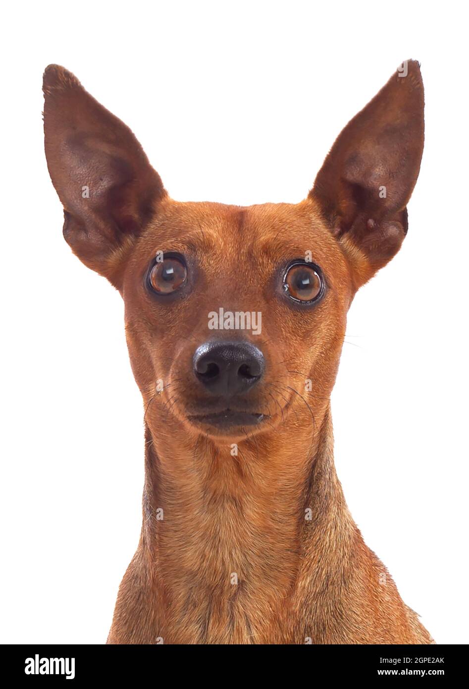 Dog with big ears hi-res stock photography and images - Alamy