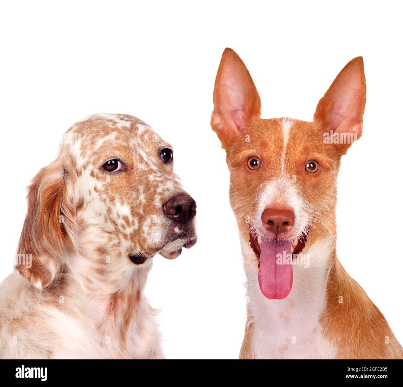 Two beautiful dogs isolated on a white background Stock Photo - Alamy