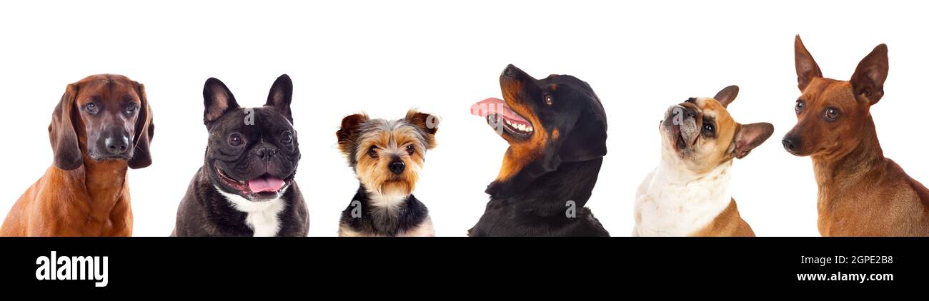 Six differents dogs isolated on a white background Stock Photo - Alamy