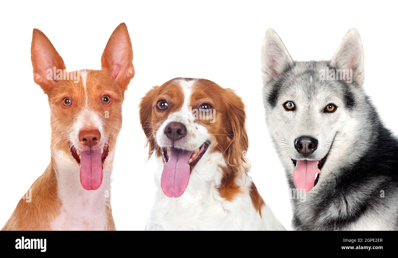 Three dogs looking at camera isolated on a white background Stock Photo ...