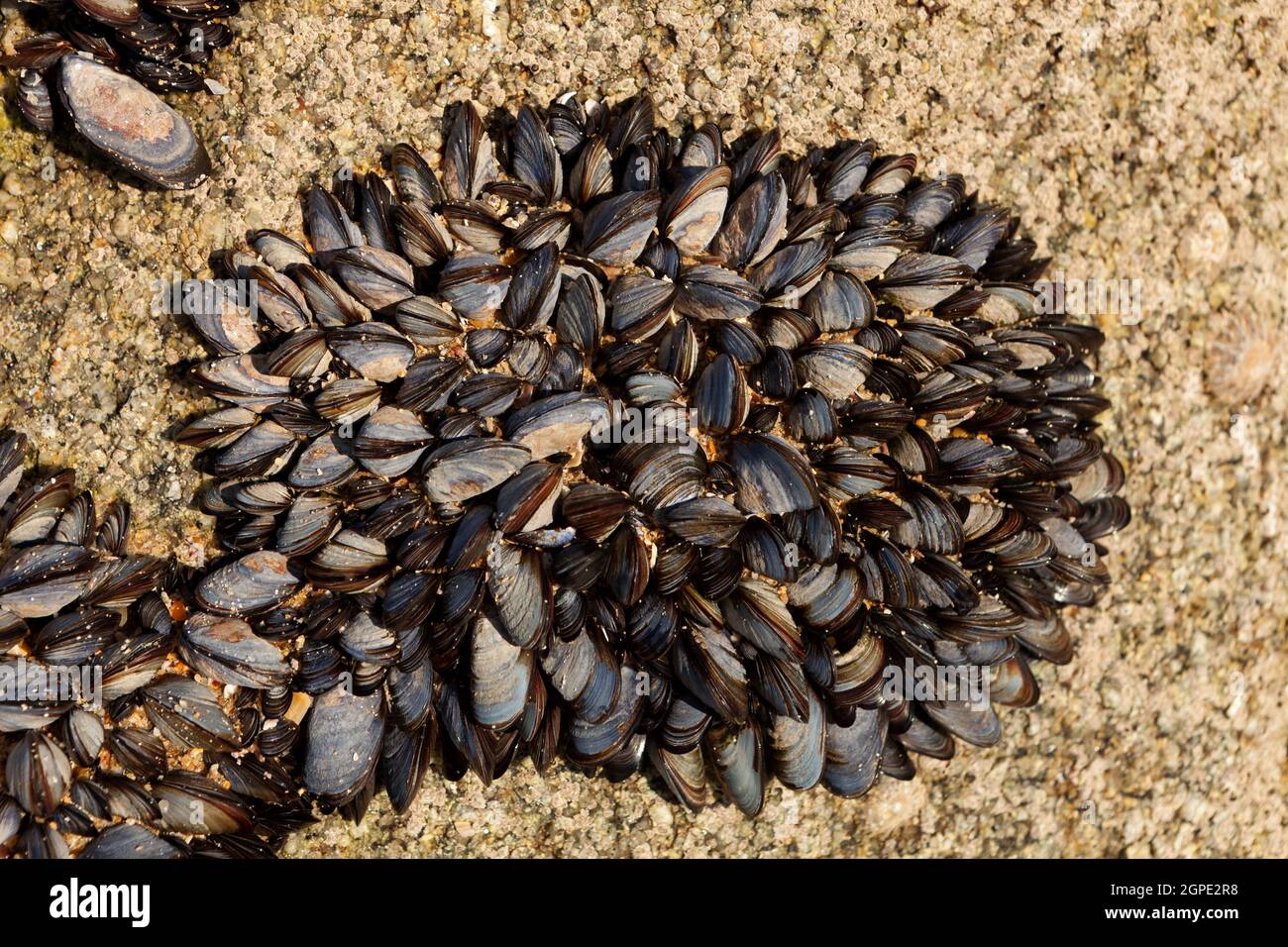 Wild mussels on the beach. A natural treat Stock Photo - Alamy
