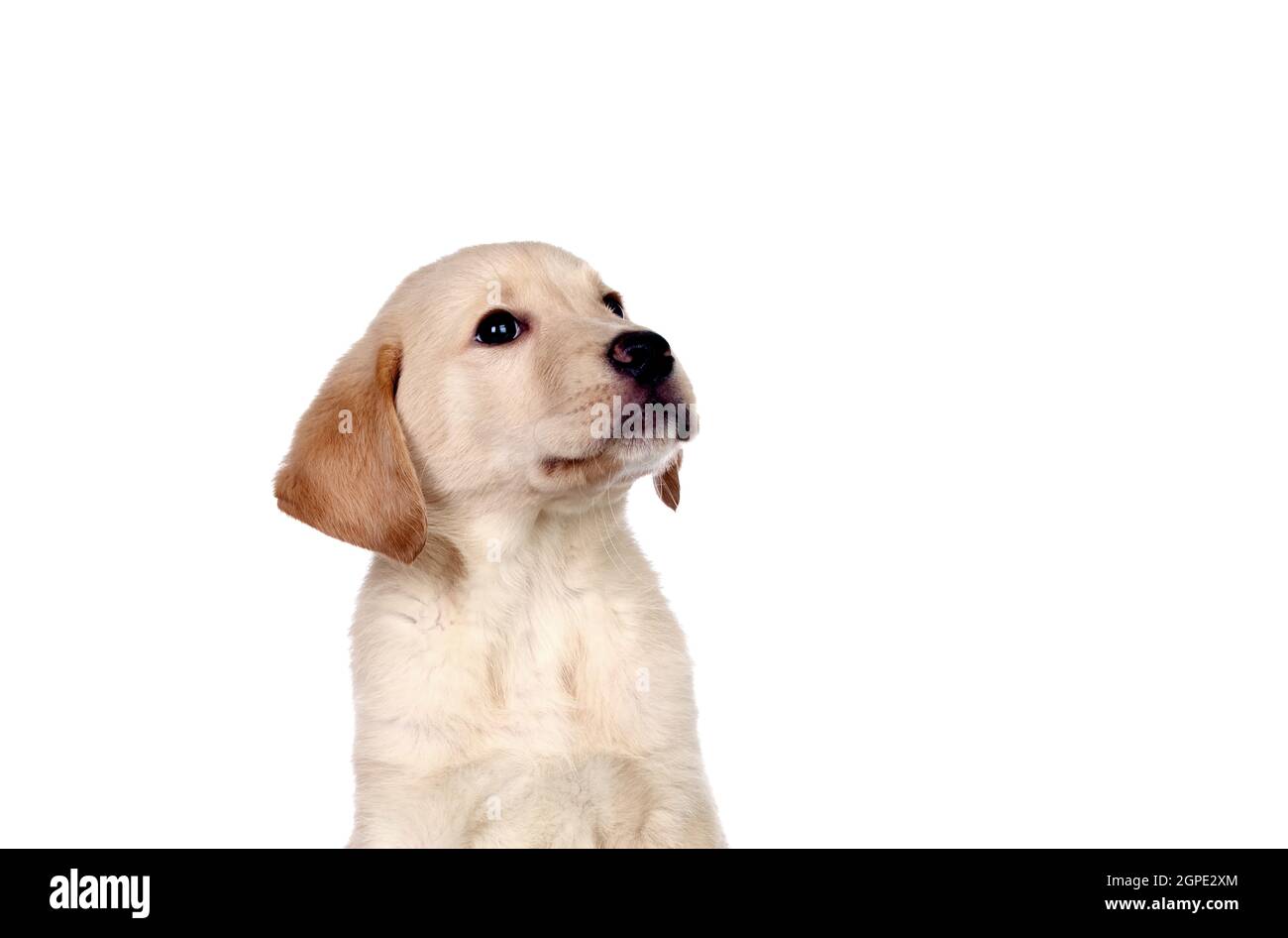 Golden retriever cub hi-res stock photography and images - Alamy
