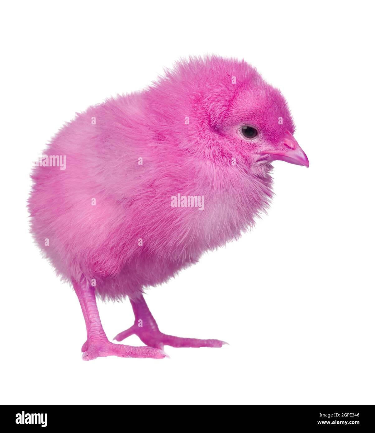 Pink chicken isolated on a white background Stock Photo - Alamy