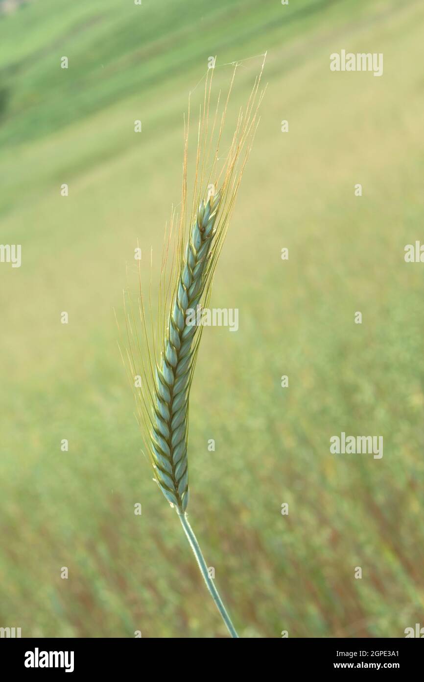 Beautiful wheat branch to use as wallpaper Stock Photo - Alamy