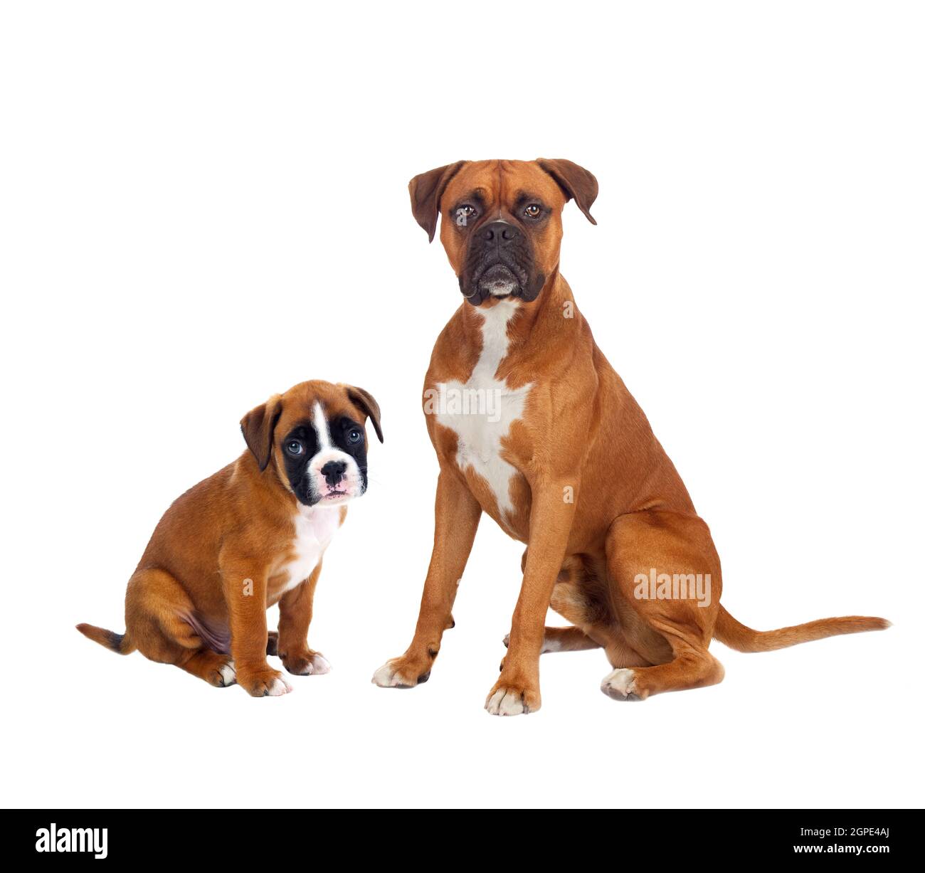 Boxer dogs face Cut Out Stock Images & Pictures - Alamy