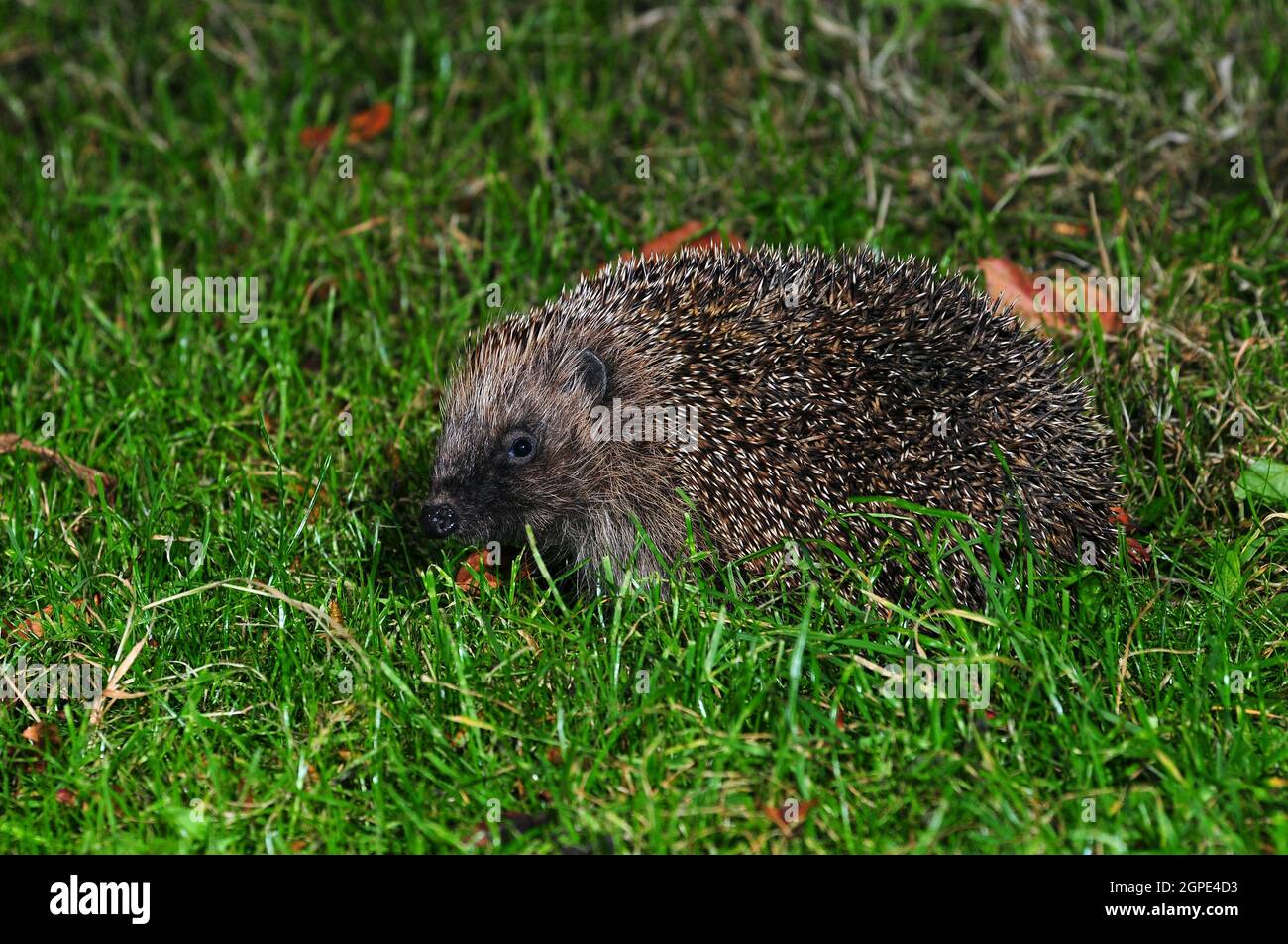 Hedgehog foraging in grass at night, Dorset, UK Stock Photo - Alamy
