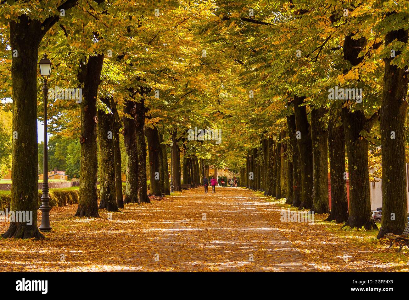 Autumn in Lucca. View of ancient walls public park with autumnal leaves ...