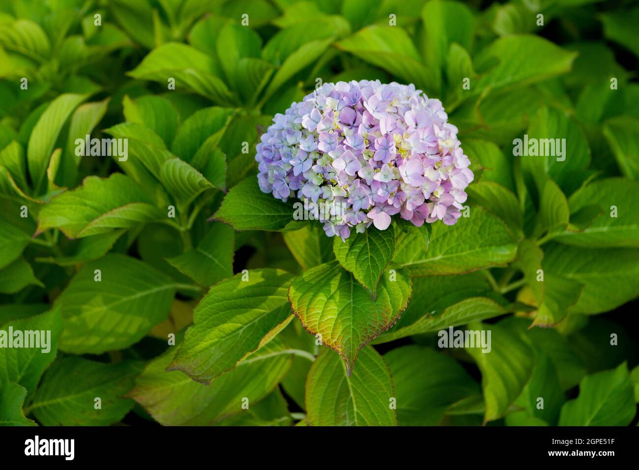 Big hydrangea plant with blue flower Stock Photo - Alamy