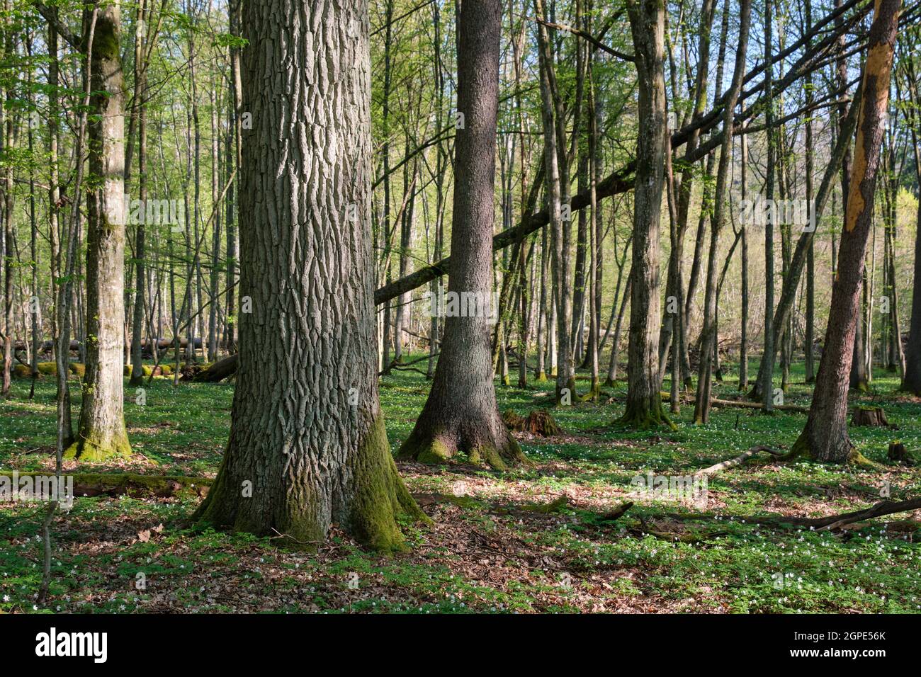 Deciduous Forest Oak Tree