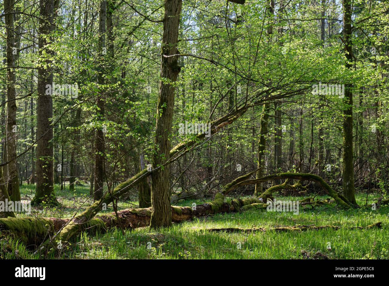 Oak and hornbeam tree deciduous forest in spring, Bialowieza Forest ...