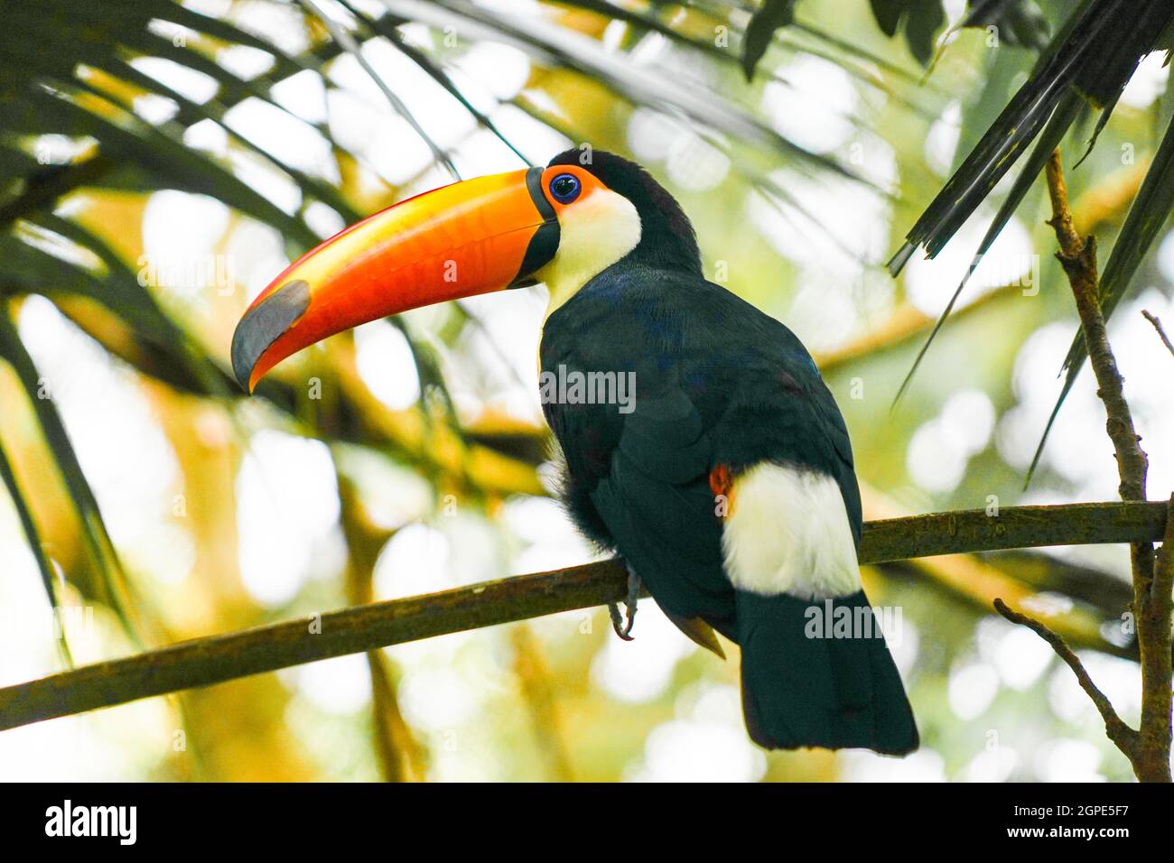 Toco Toucan (colorful tropical bird). Shooting Location: Singapore ...